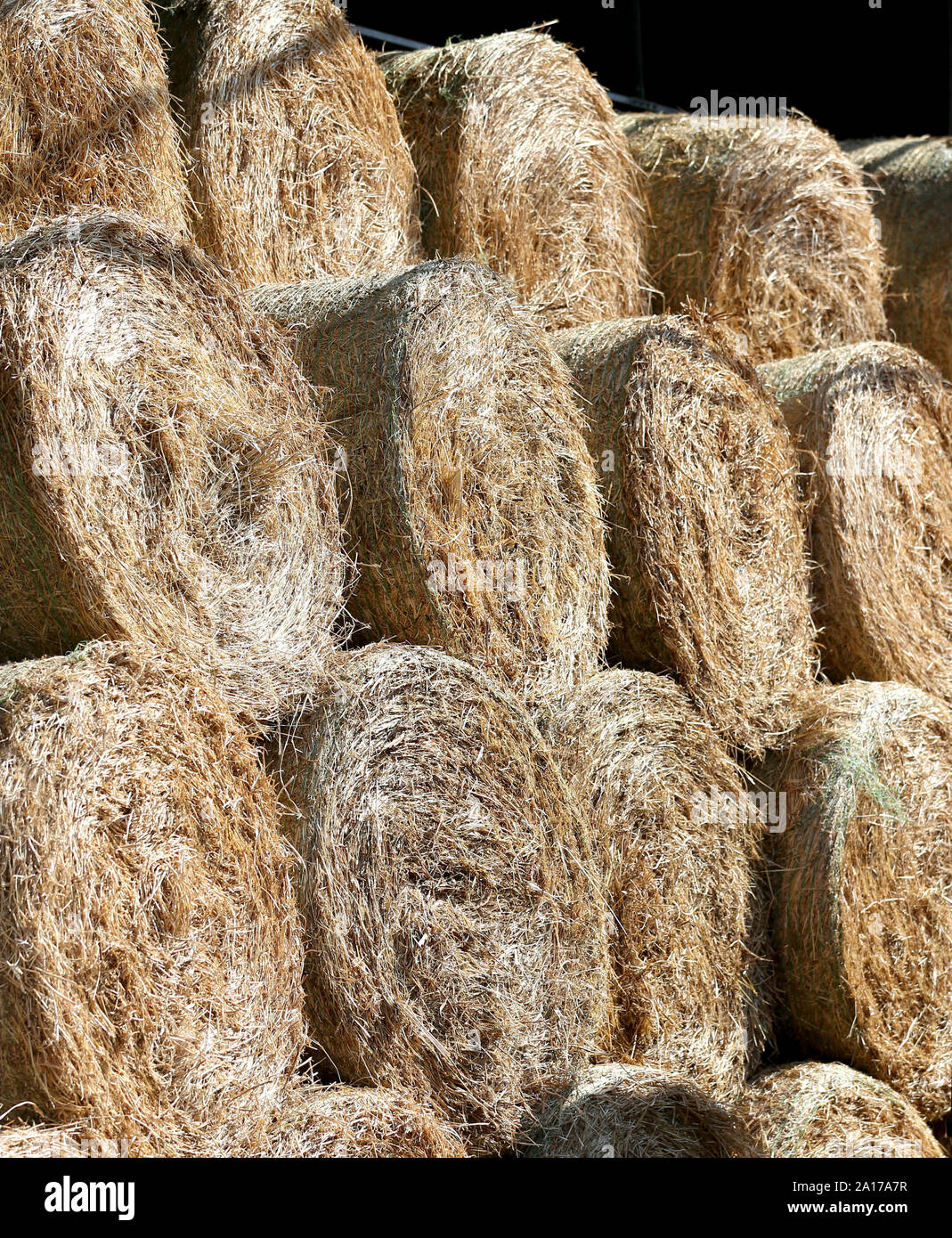 Group of dried mowed haystacks on summer day at rural animal farm. Food ...