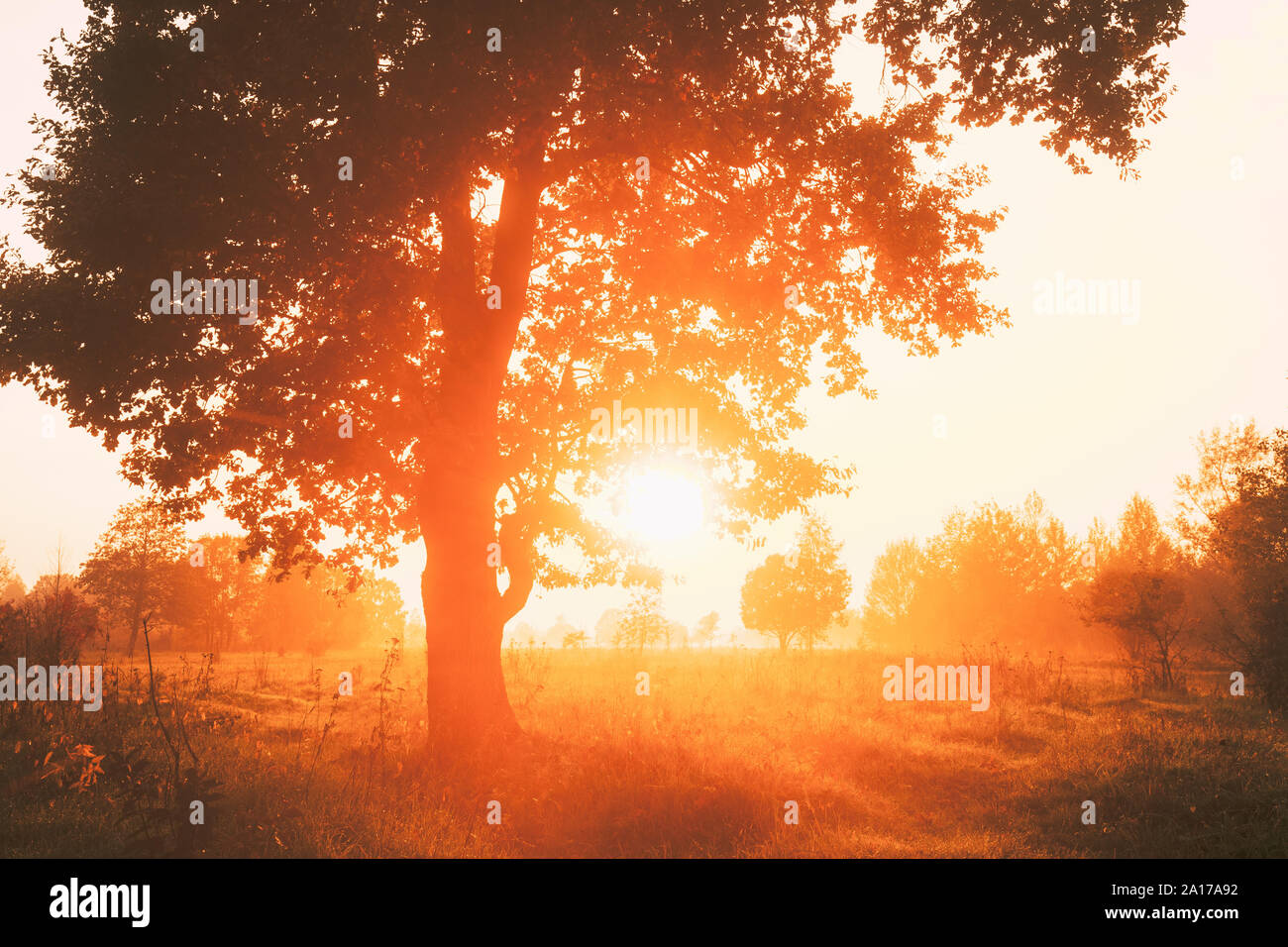 Sunset Sunrise In Misty Forest Landscape. Sun Sunshine With Natural ...