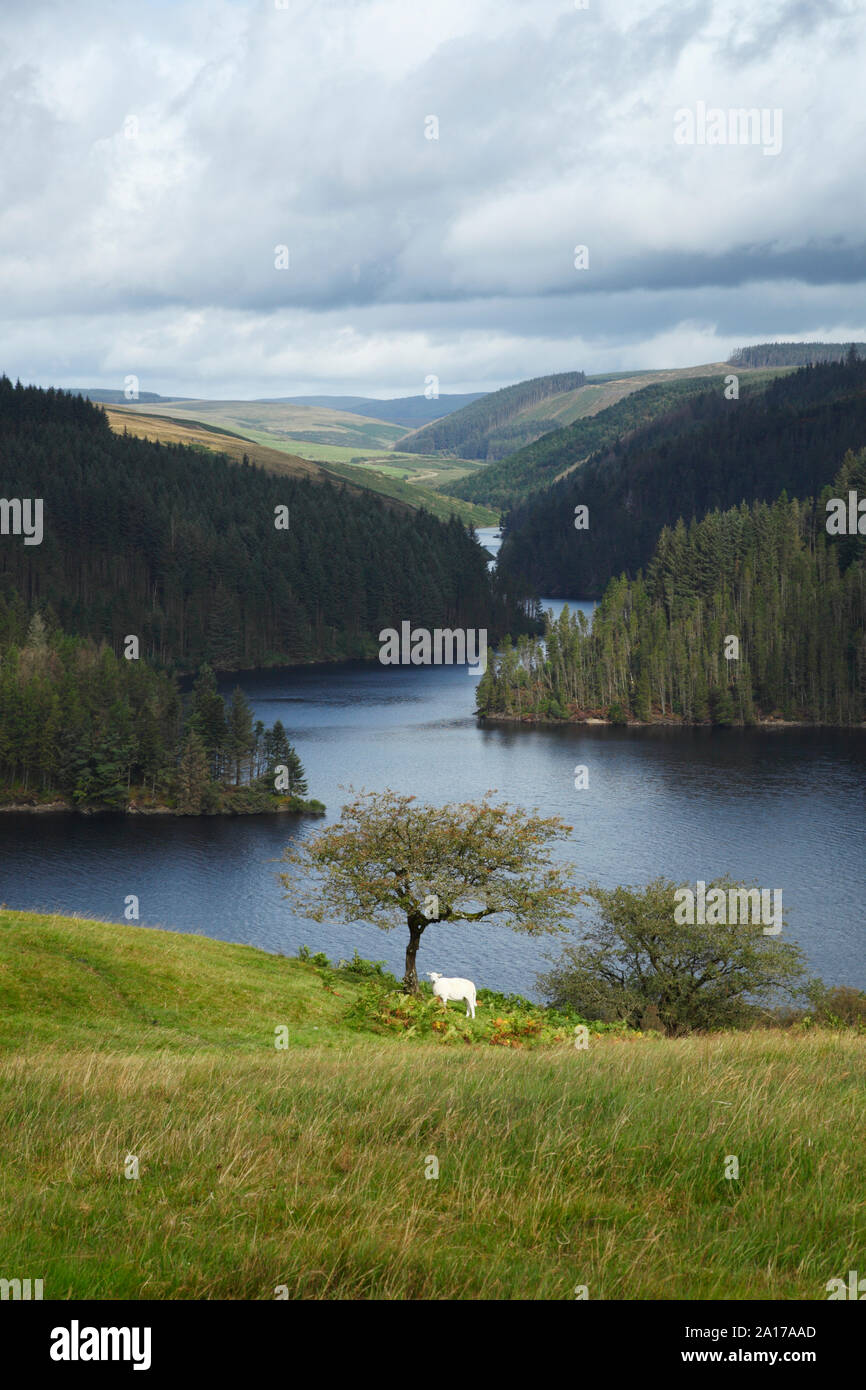 Llyn Brianne Reservoir High Resolution Stock Photography and Images - Alamy