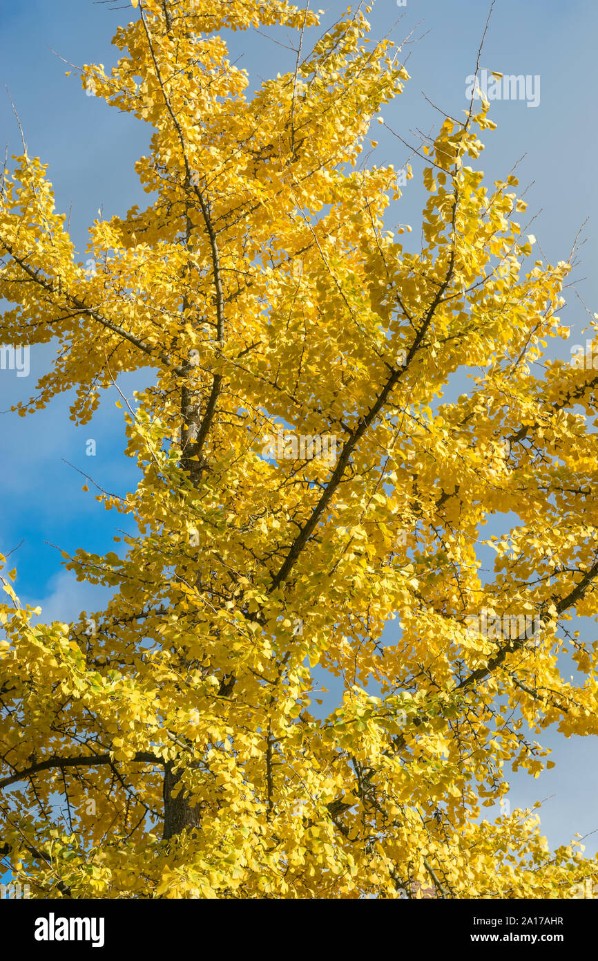 Ginkgo biloba tree in botanical hi-res stock photography and images - Alamy