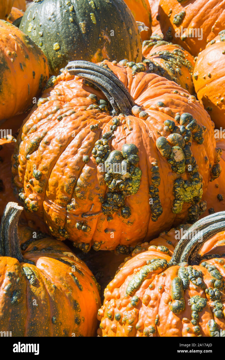 Knucklehead hi-res stock photography and images - Alamy