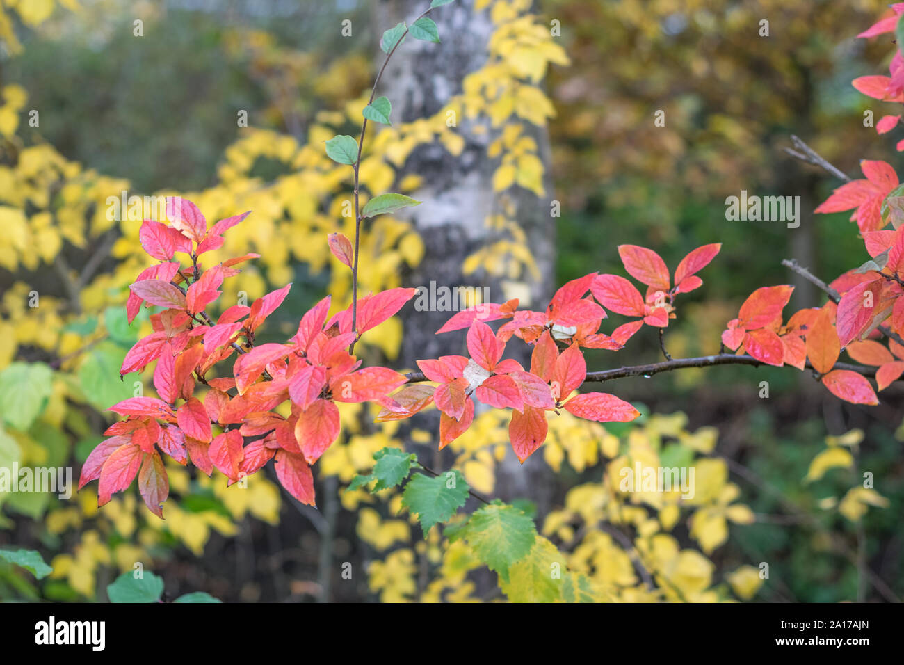 Multi colored fall foliage in park hi-res stock photography and images ...