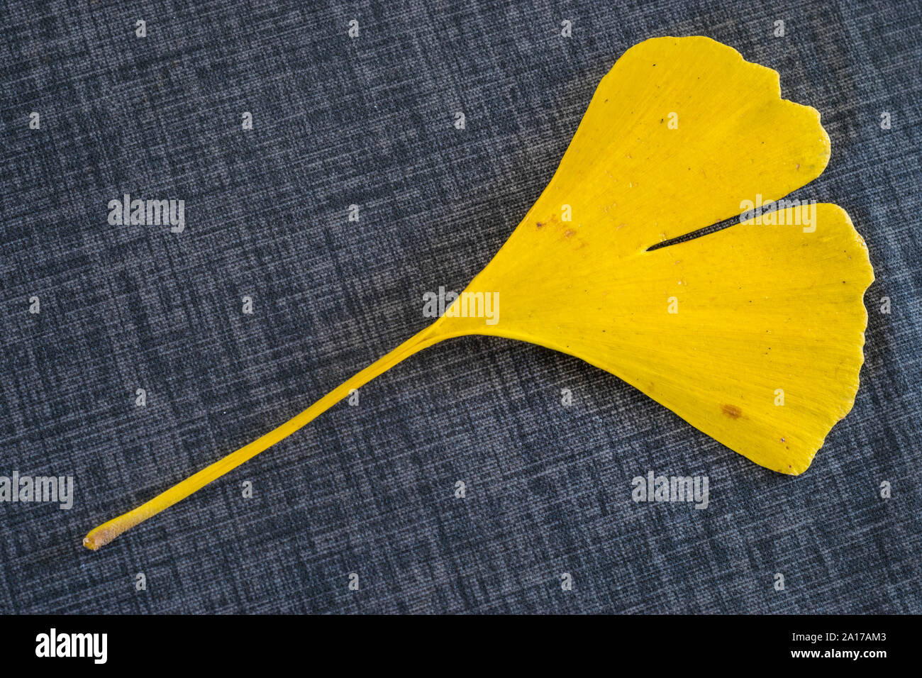 Ginko yellow leaf hi-res stock photography and images - Alamy