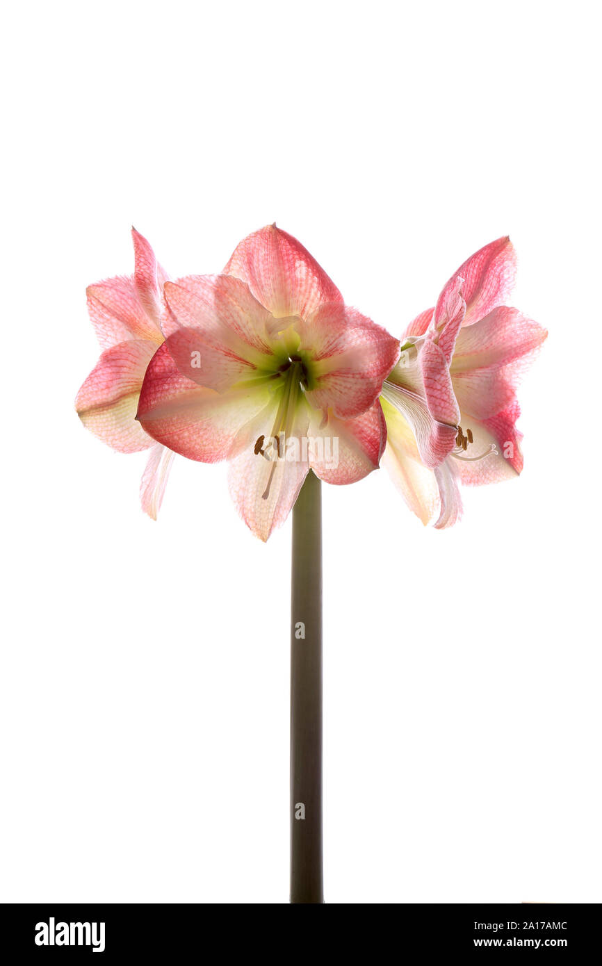 Multiple flower heads opening on a single stem of a Hippeastrum bulb ...