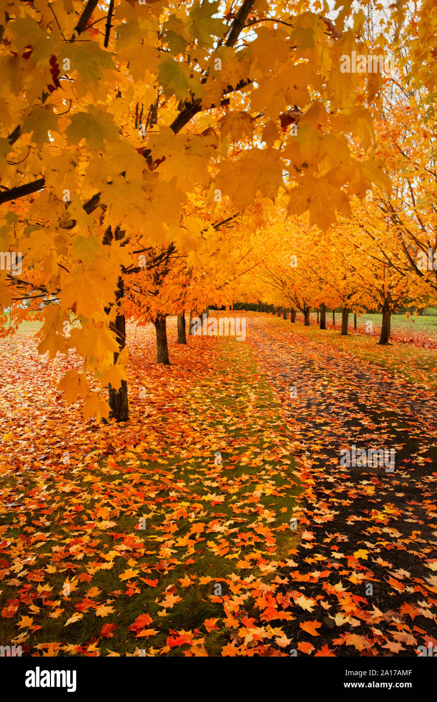 Maple trees along driveway with autumn leaves on the ground with lots ...