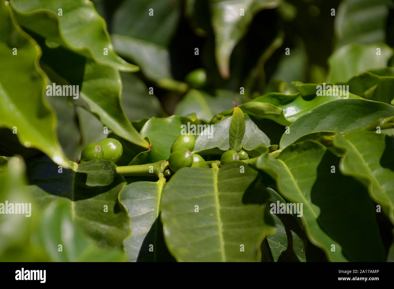 green coffea arabica fruit on shrub, big coffee plant coffea arabica ...