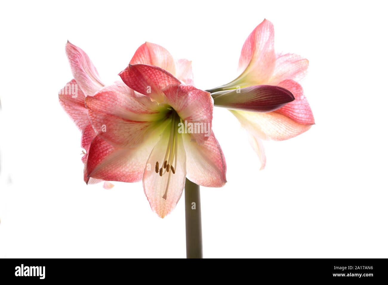 Multiple flower heads opening on a single stem of a Hippeastrum bulb ...