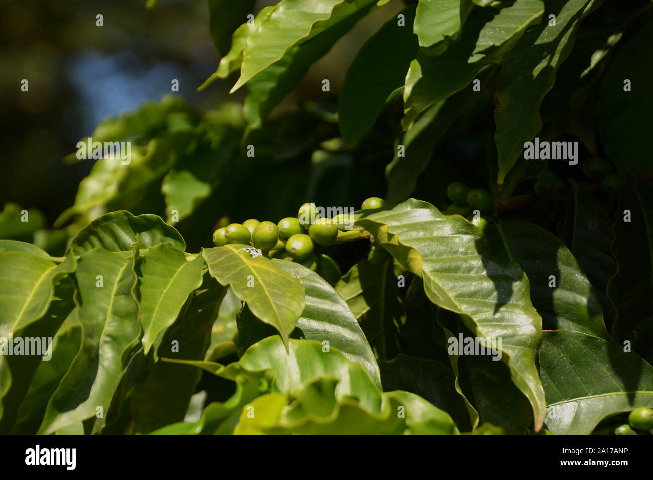 green arabian coffee beans in the autumn sun, big coffee plant coffea ...