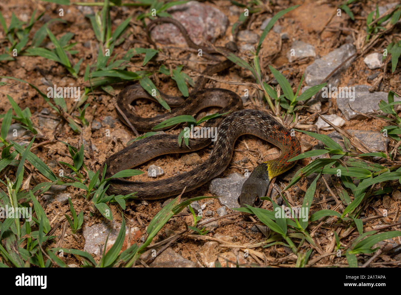 Red-necked Keelback (Rhabdophis s. subminiatus) from Kaeng Krachan ...