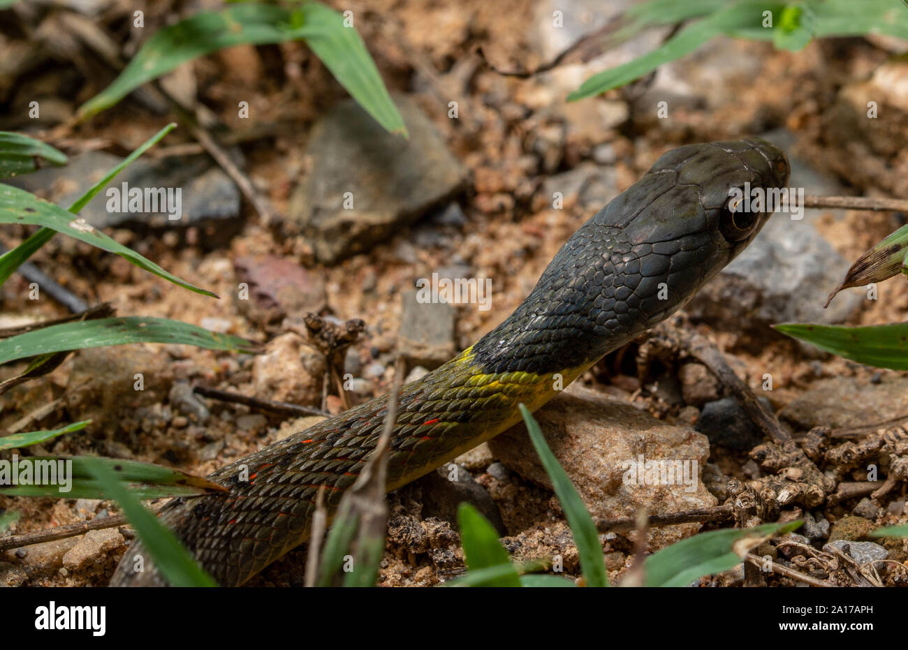 Red-necked Keelback (Rhabdophis s. subminiatus) from Kaeng Krachan ...