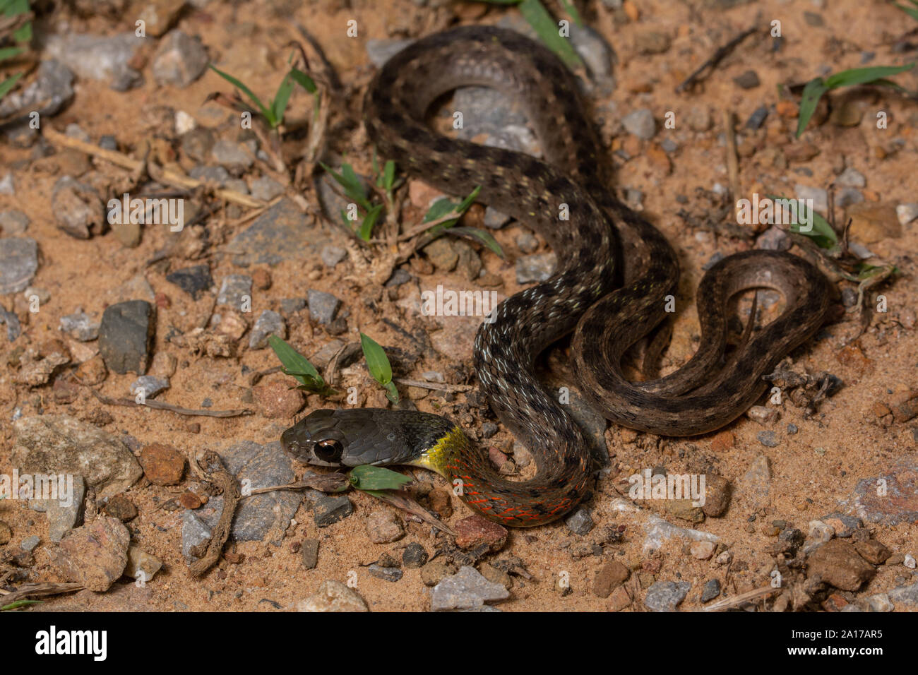 Red-necked Keelback (Rhabdophis s. subminiatus) from Kaeng Krachan ...
