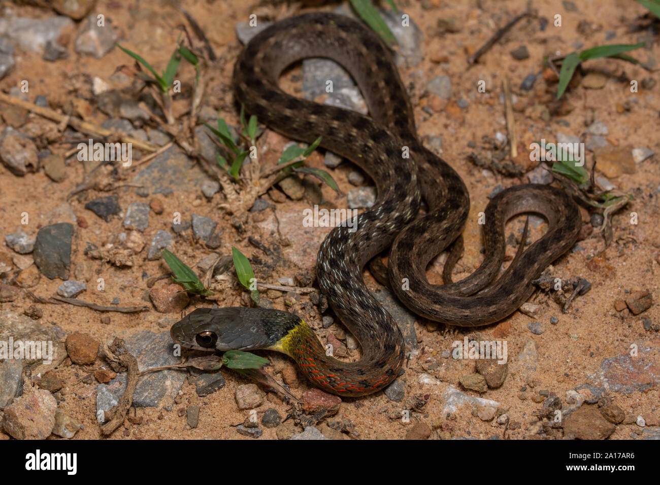 Red-necked Keelback (Rhabdophis s. subminiatus) from Kaeng Krachan ...