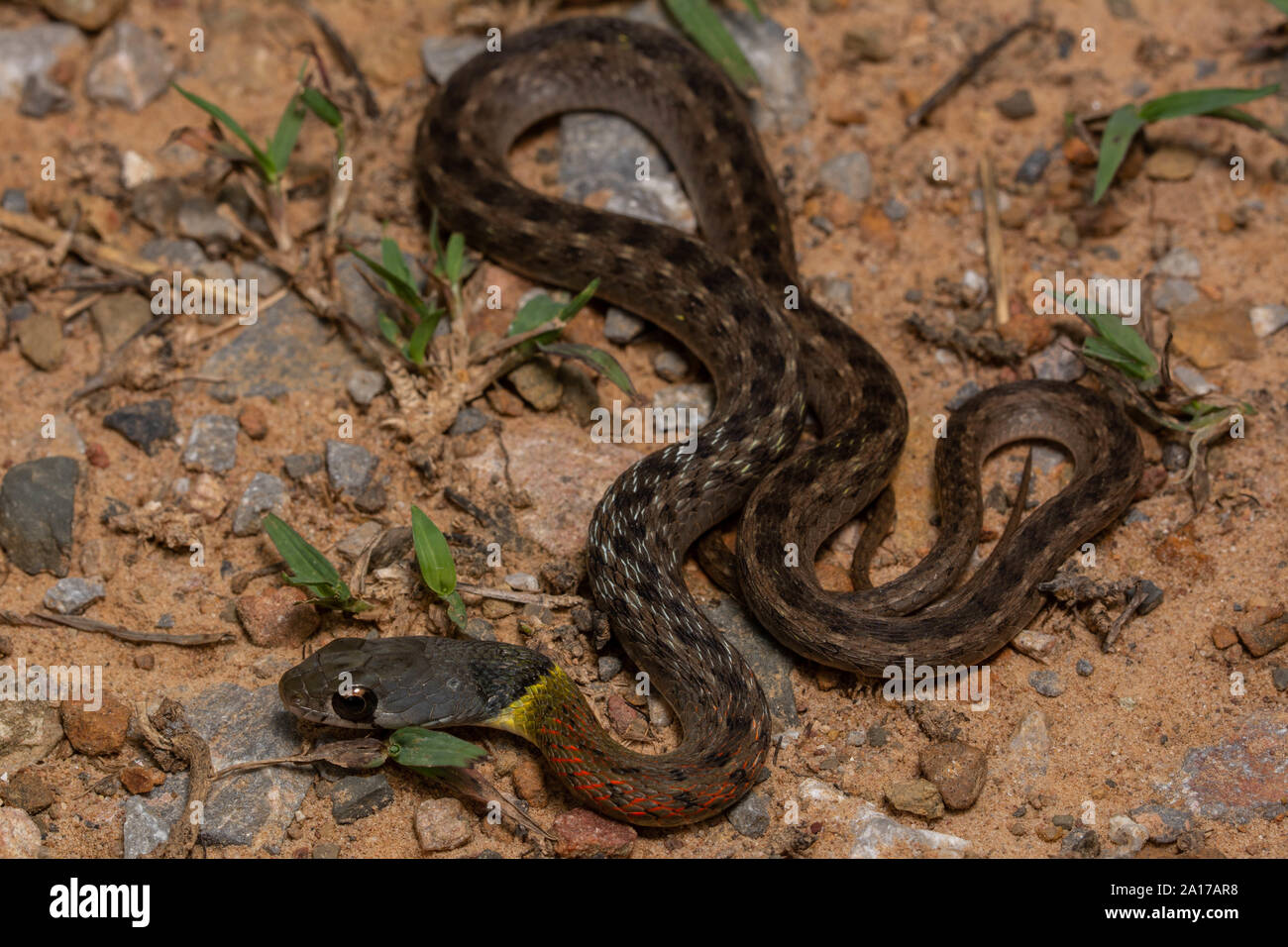 Red-necked Keelback (Rhabdophis s. subminiatus) from Kaeng Krachan ...