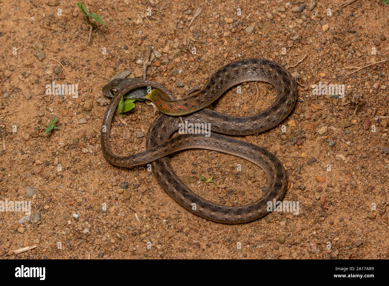 Red-necked Keelback (Rhabdophis s. subminiatus) from Kaeng Krachan ...