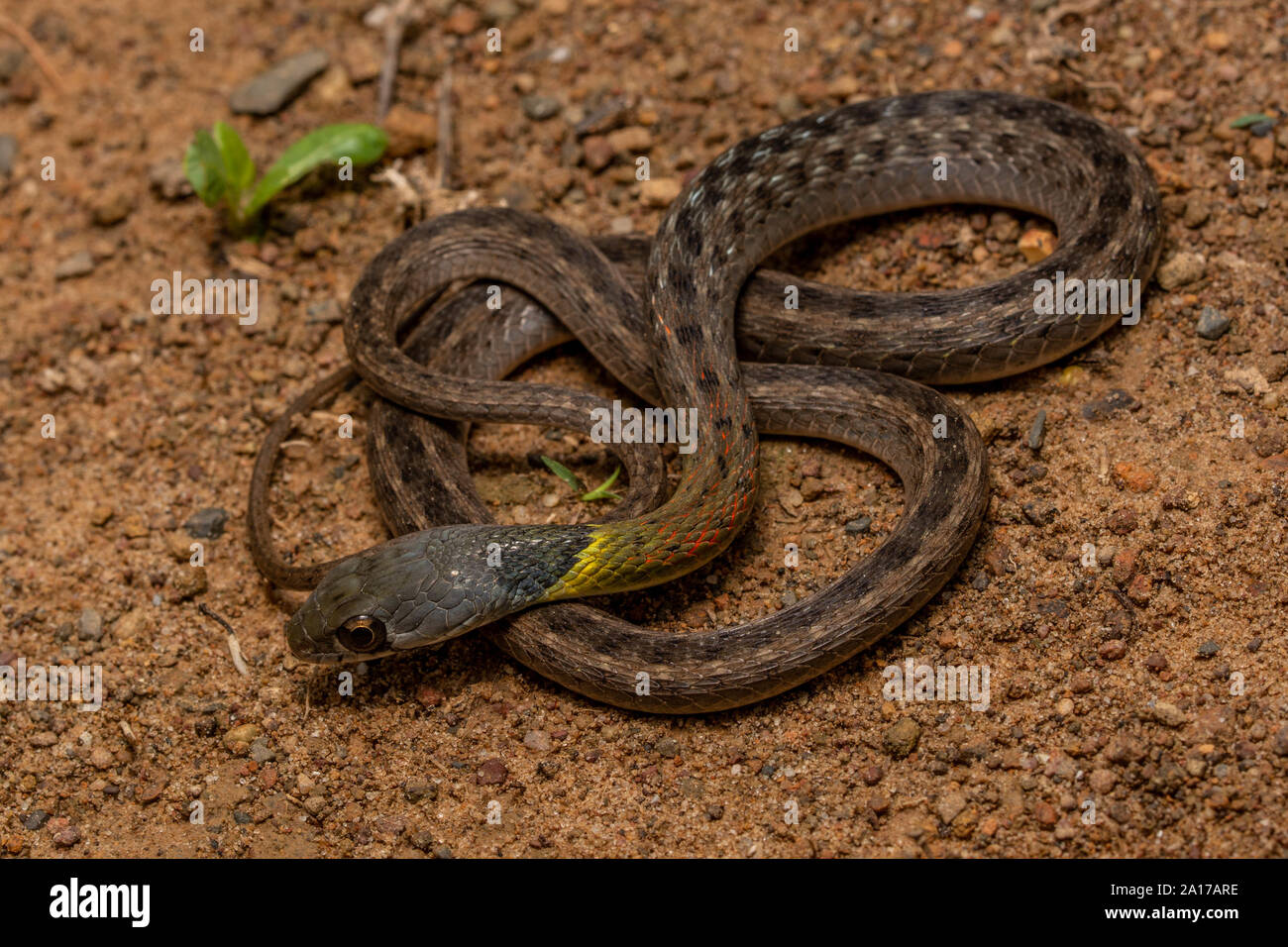Red-necked Keelback (Rhabdophis s. subminiatus) from Kaeng Krachan ...