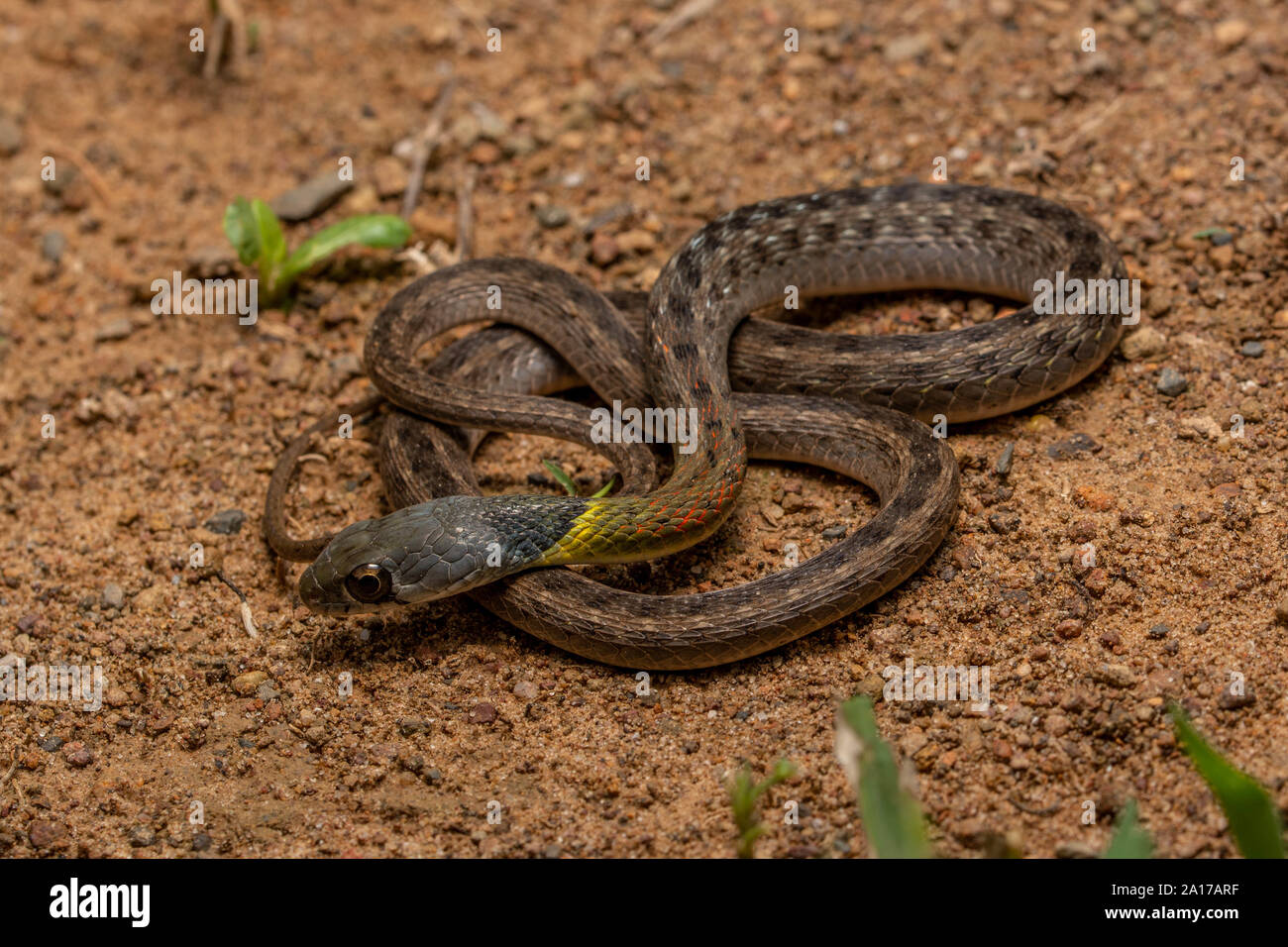 Red-necked Keelback (Rhabdophis s. subminiatus) from Kaeng Krachan ...