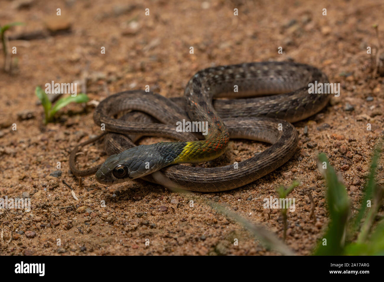 Red-necked Keelback (Rhabdophis s. subminiatus) from Kaeng Krachan ...