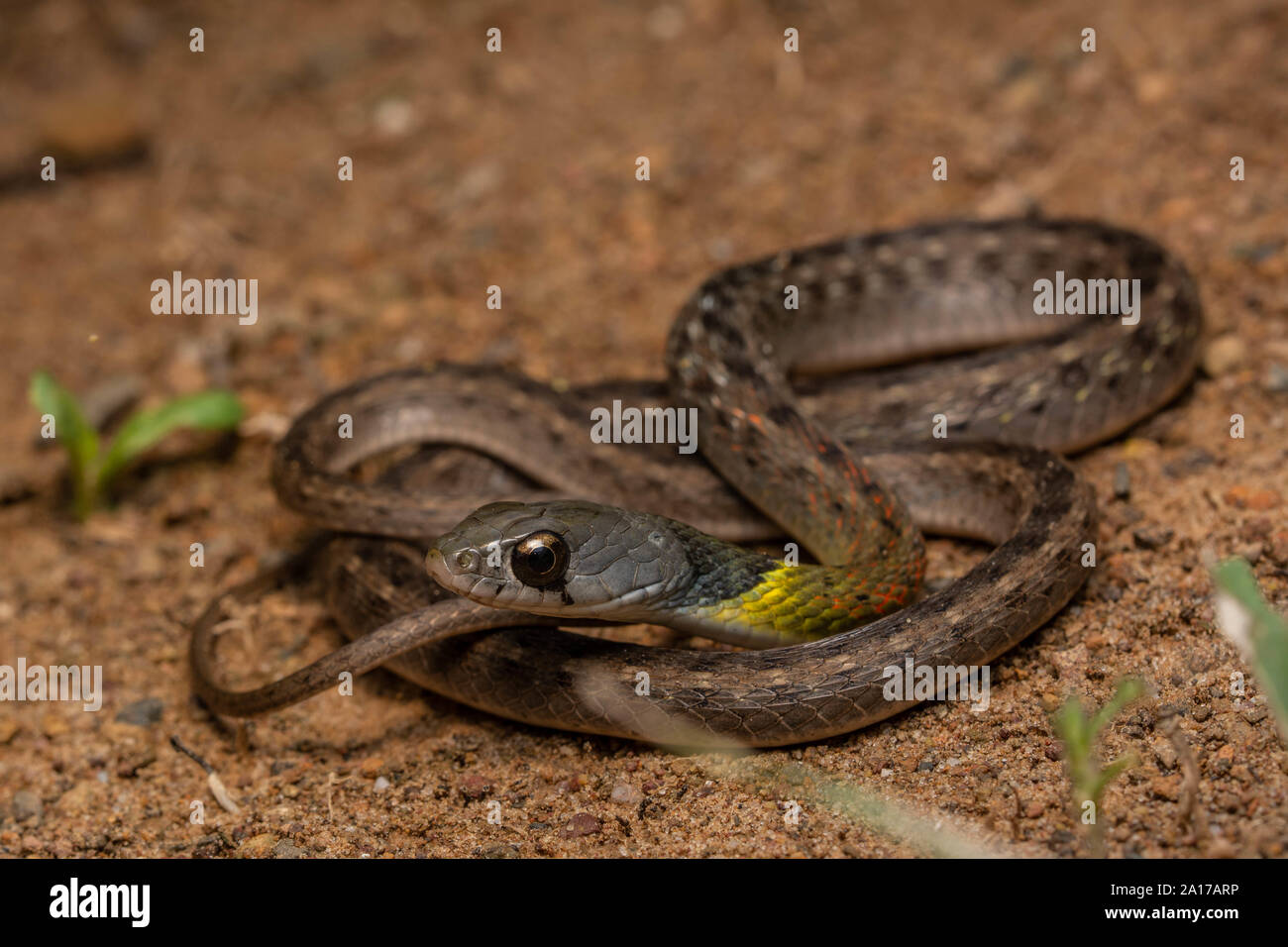 Red-necked Keelback (Rhabdophis s. subminiatus) from Kaeng Krachan ...