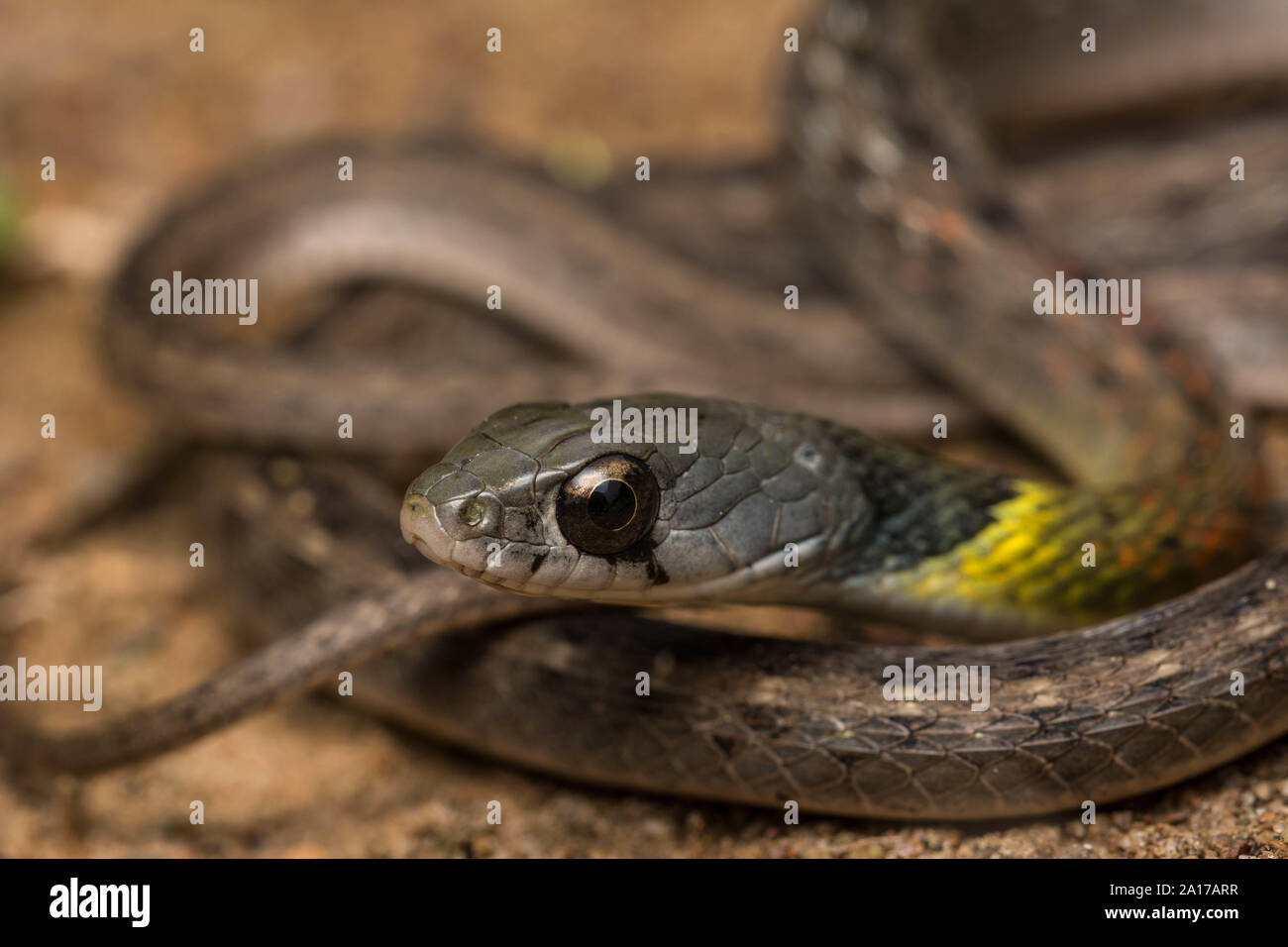 Red-necked Keelback (Rhabdophis s. subminiatus) from Kaeng Krachan ...