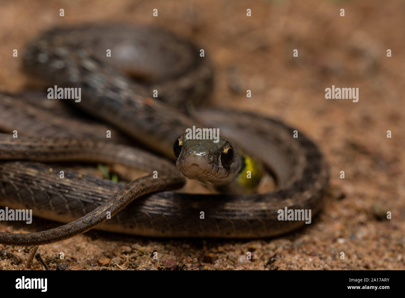 Red-necked Keelback (Rhabdophis s. subminiatus) from Kaeng Krachan ...
