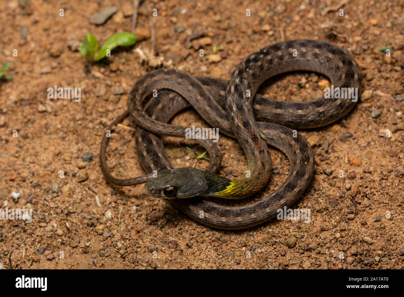 Red-necked Keelback (Rhabdophis s. subminiatus) from Kaeng Krachan ...