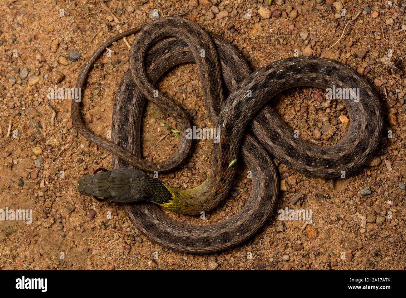 Red-necked Keelback (Rhabdophis s. subminiatus) from Kaeng Krachan ...
