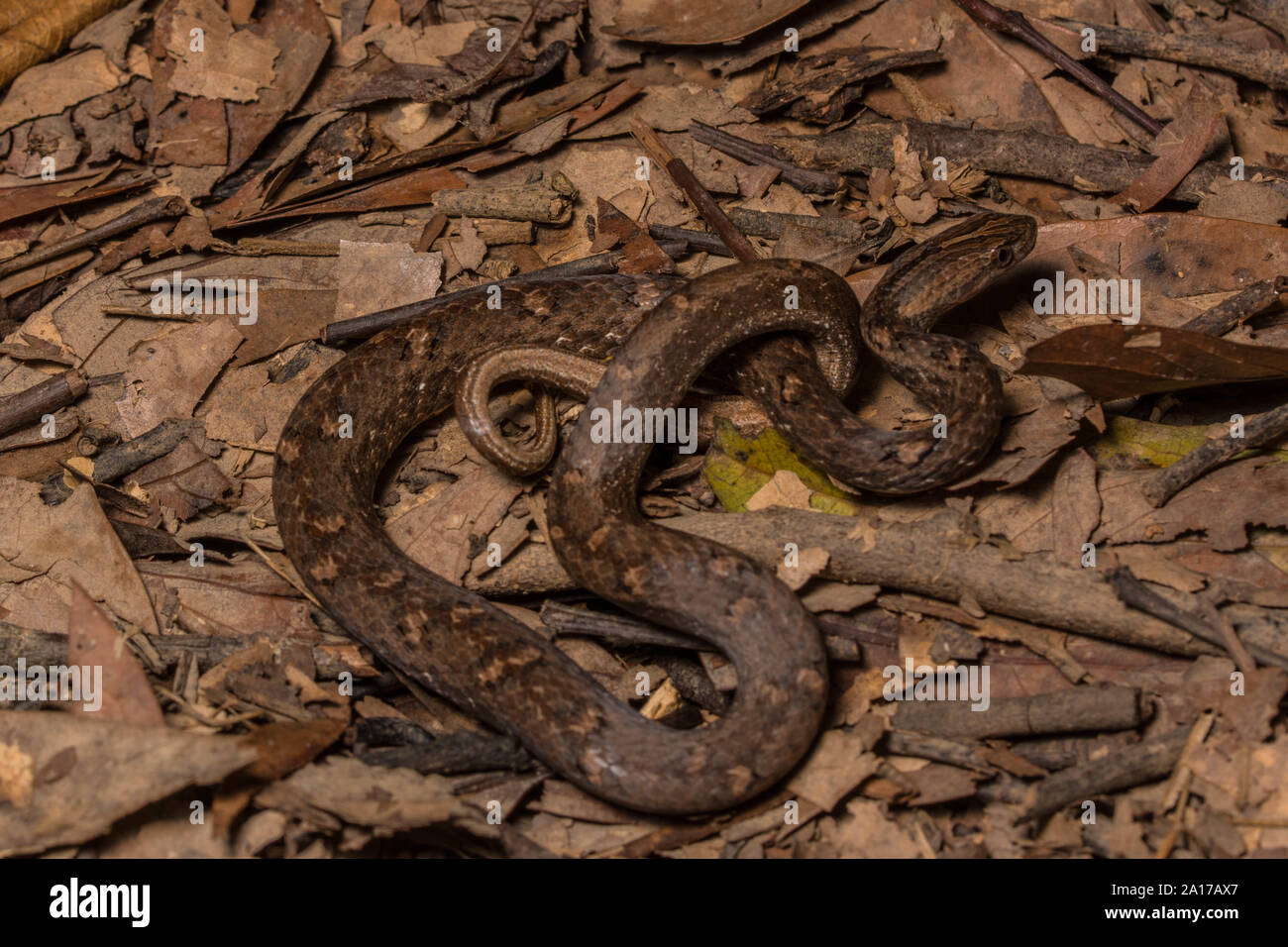 Common Mock Viper (Psammodynastes pulverulentus) from Kaeng Krachan ...