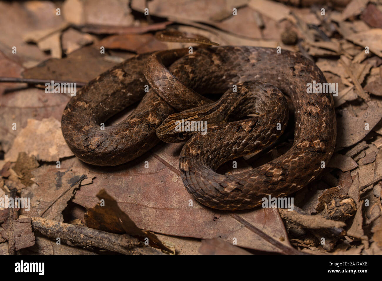 Common Mock Viper (Psammodynastes pulverulentus) from Kaeng Krachan ...