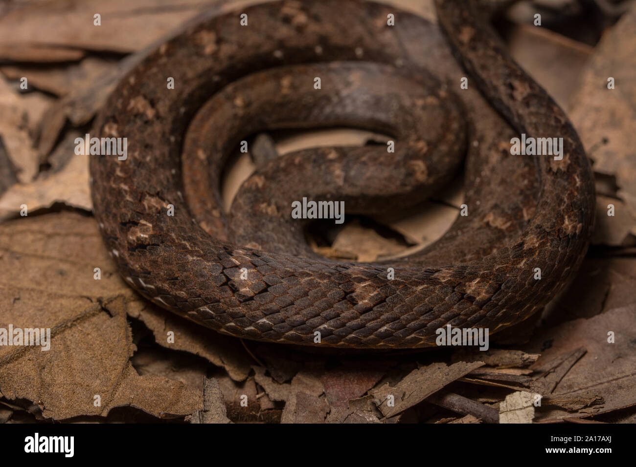 Common Mock Viper (Psammodynastes pulverulentus) from Kaeng Krachan ...