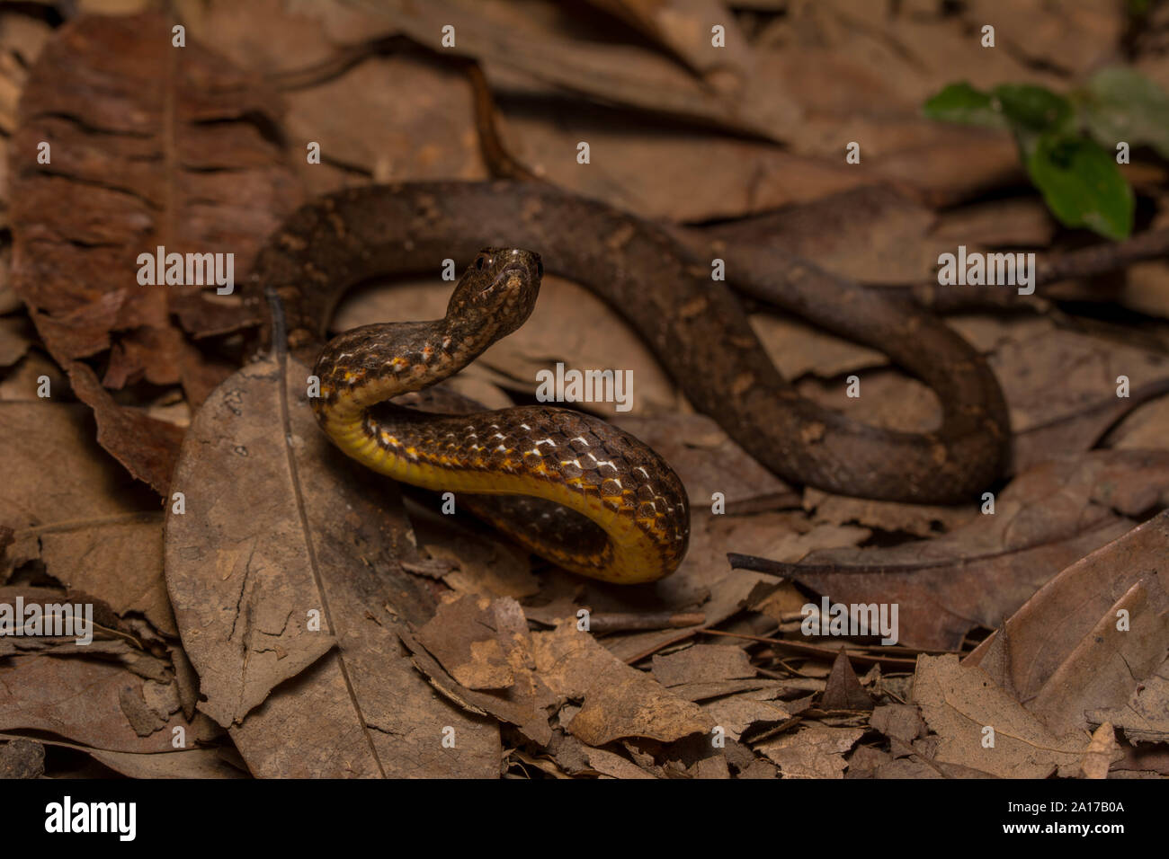 Common Mock Viper (Psammodynastes pulverulentus) from Kaeng Krachan ...