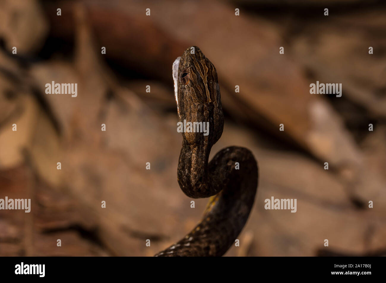 Common Mock Viper (Psammodynastes pulverulentus) from Kaeng Krachan ...
