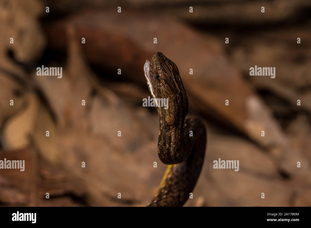 Common Mock Viper (Psammodynastes pulverulentus) from Kaeng Krachan ...