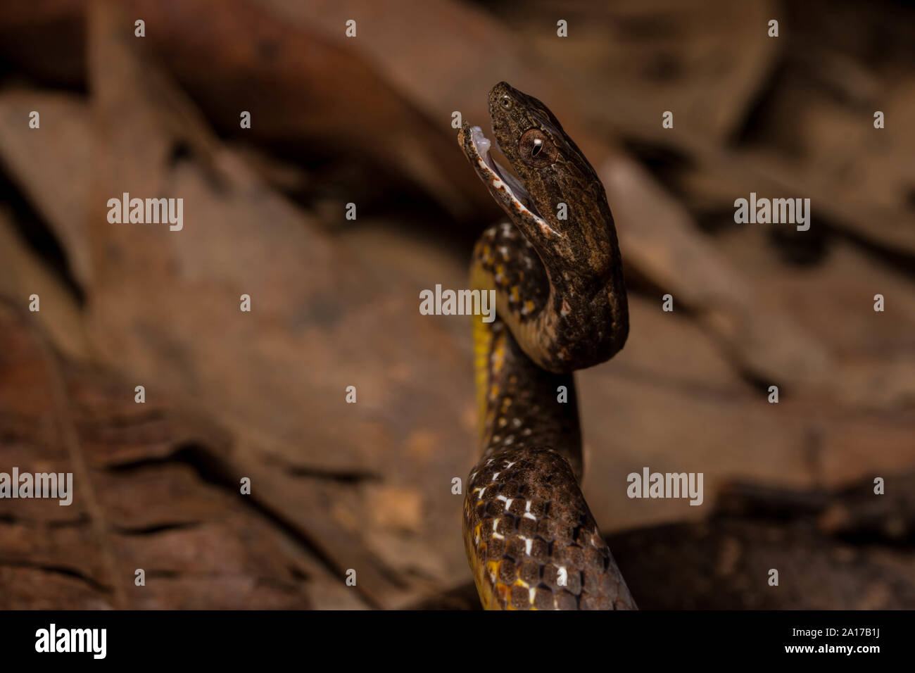 Common Mock Viper (Psammodynastes pulverulentus) from Kaeng Krachan ...