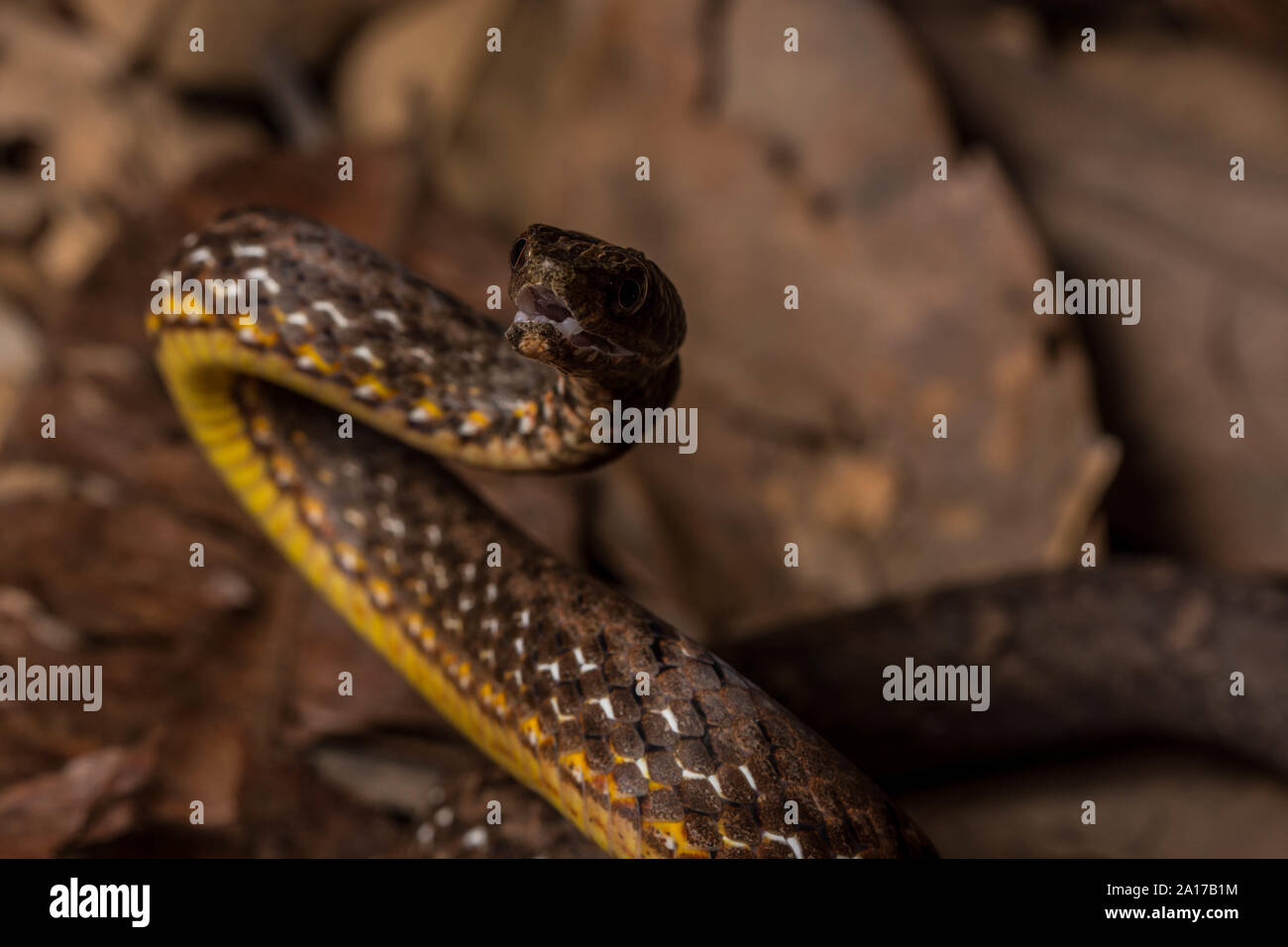 Common Mock Viper (Psammodynastes pulverulentus) from Kaeng Krachan ...