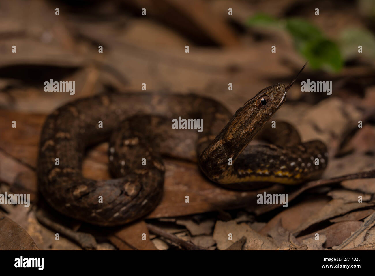 Common Mock Viper (Psammodynastes pulverulentus) from Kaeng Krachan ...