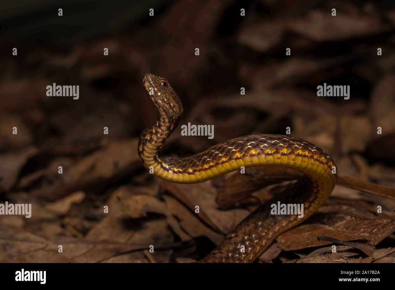 Common Mock Viper (Psammodynastes pulverulentus) from Kaeng Krachan ...