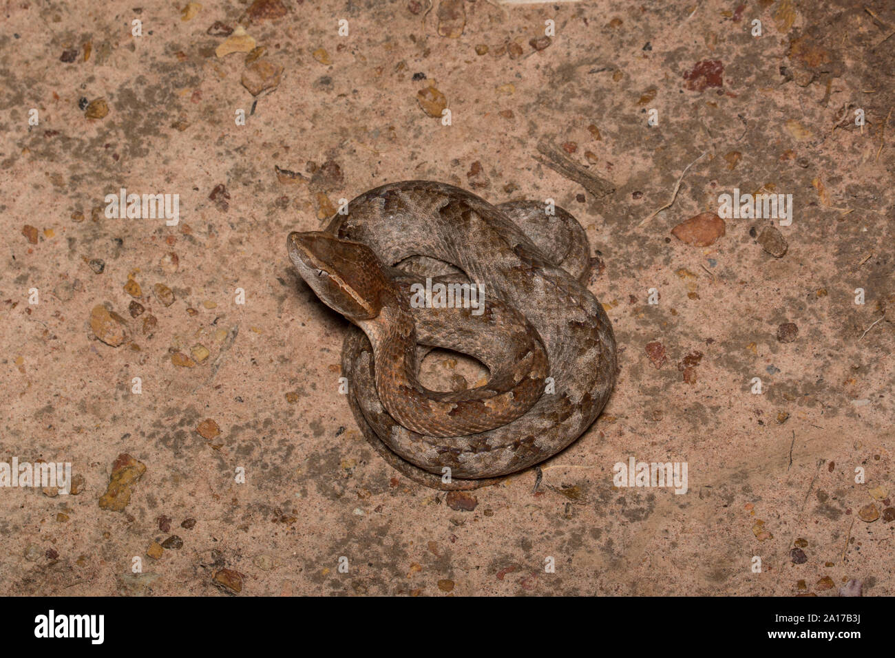 Malayan pit viper snake hi-res stock photography and images - Alamy