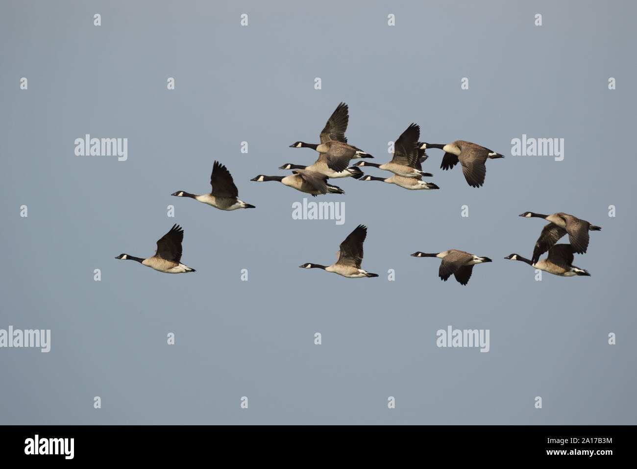 Shooting geese hi-res stock photography and images - Alamy