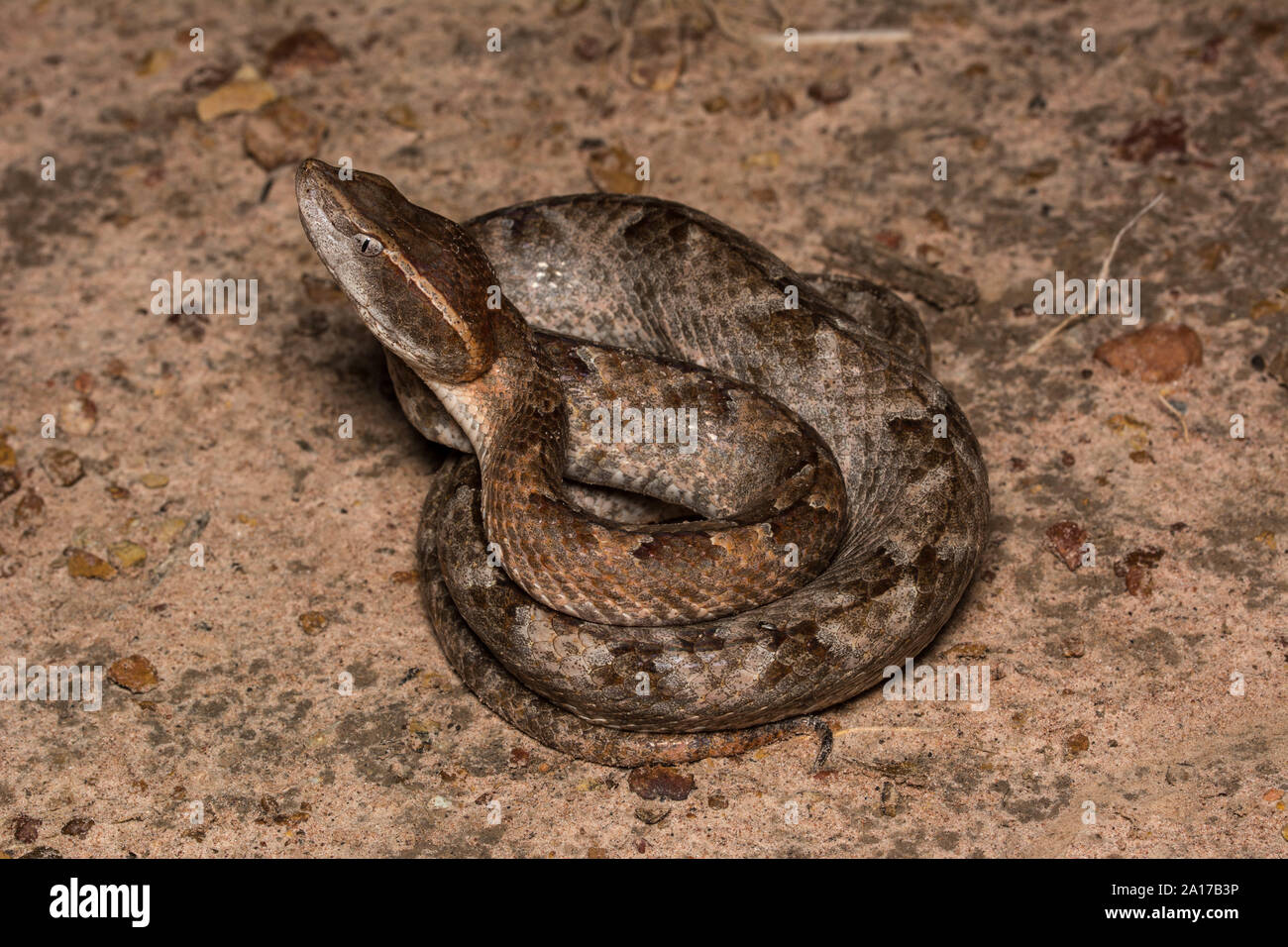 Malayan pit viper snake hi-res stock photography and images - Alamy
