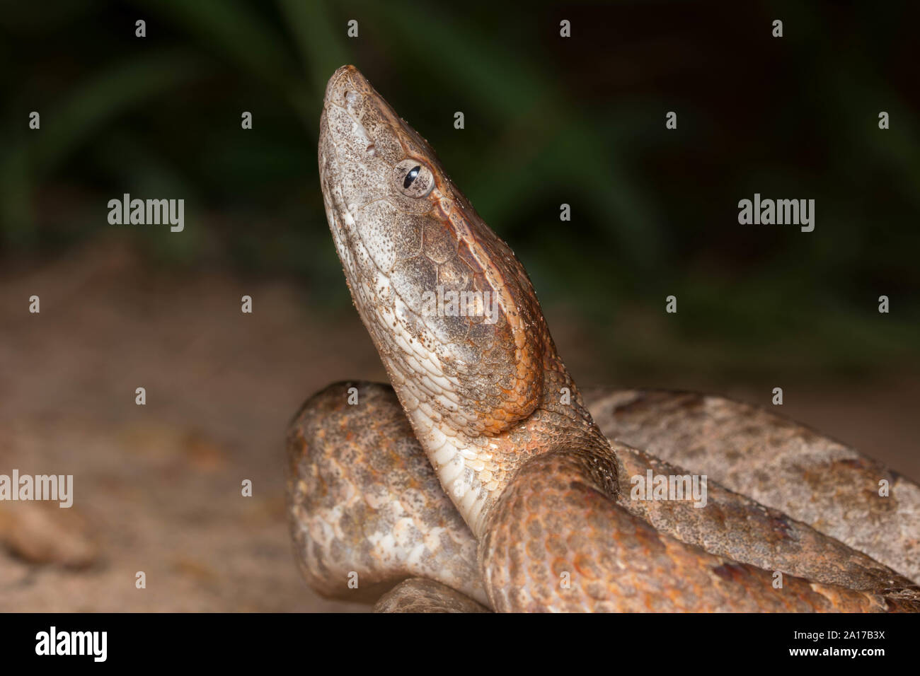 Malayan pit viper snake hi-res stock photography and images - Alamy