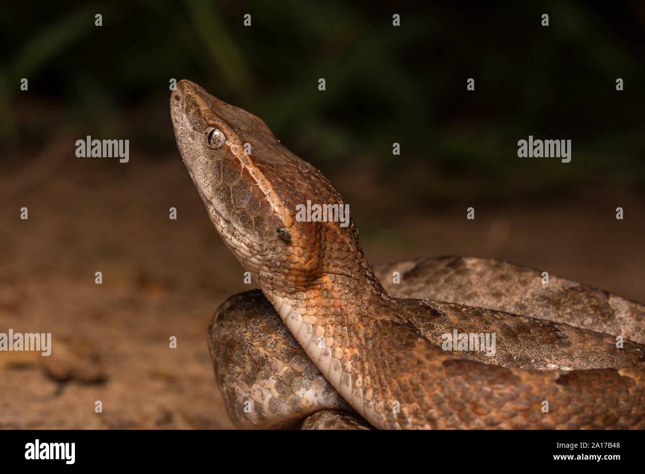 Malayan pit viper snake hi-res stock photography and images - Alamy