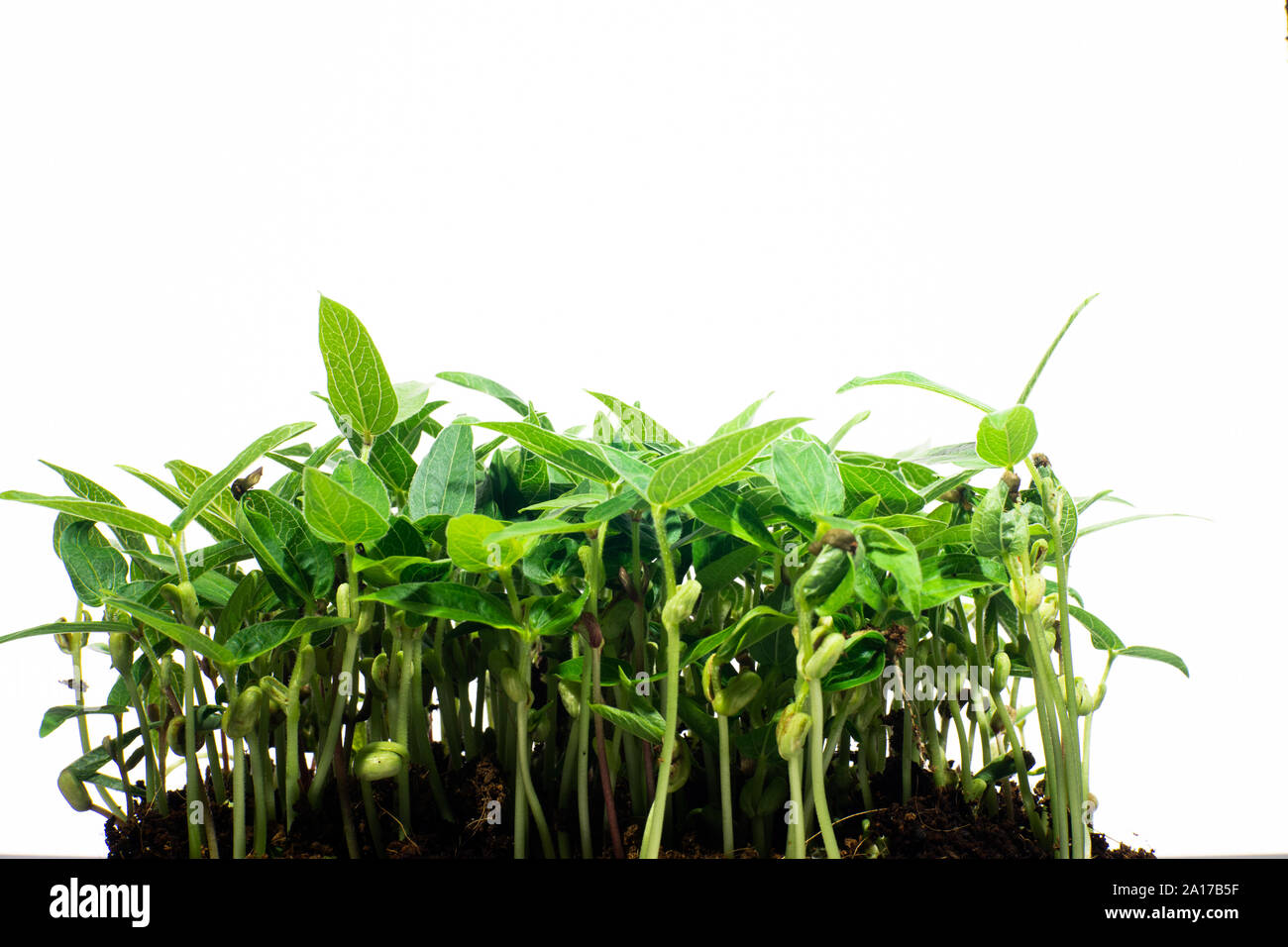 Legume shoots. Mung beans sprouting Stock Photo - Alamy