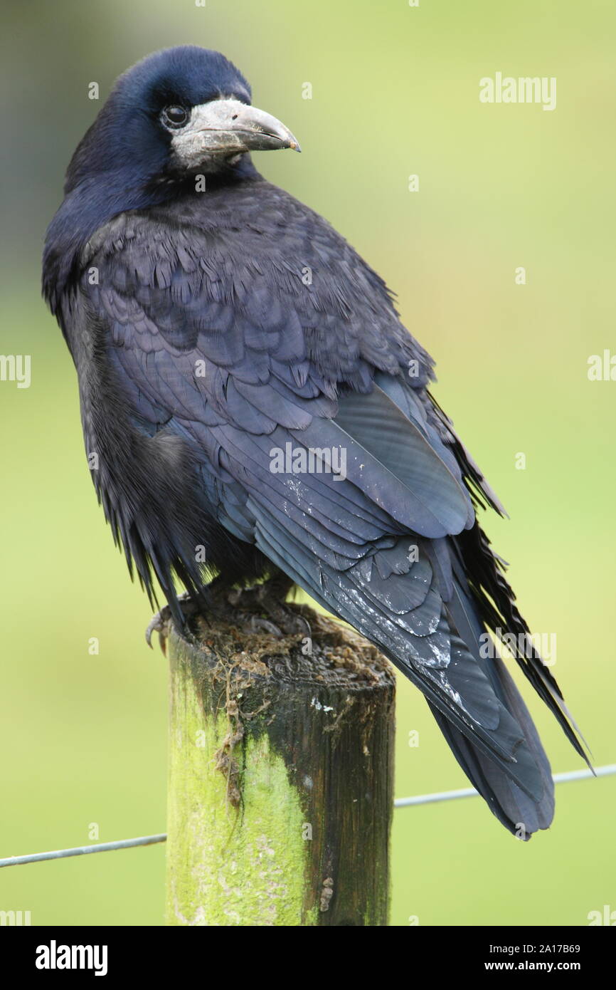 The rookeries hi-res stock photography and images - Alamy