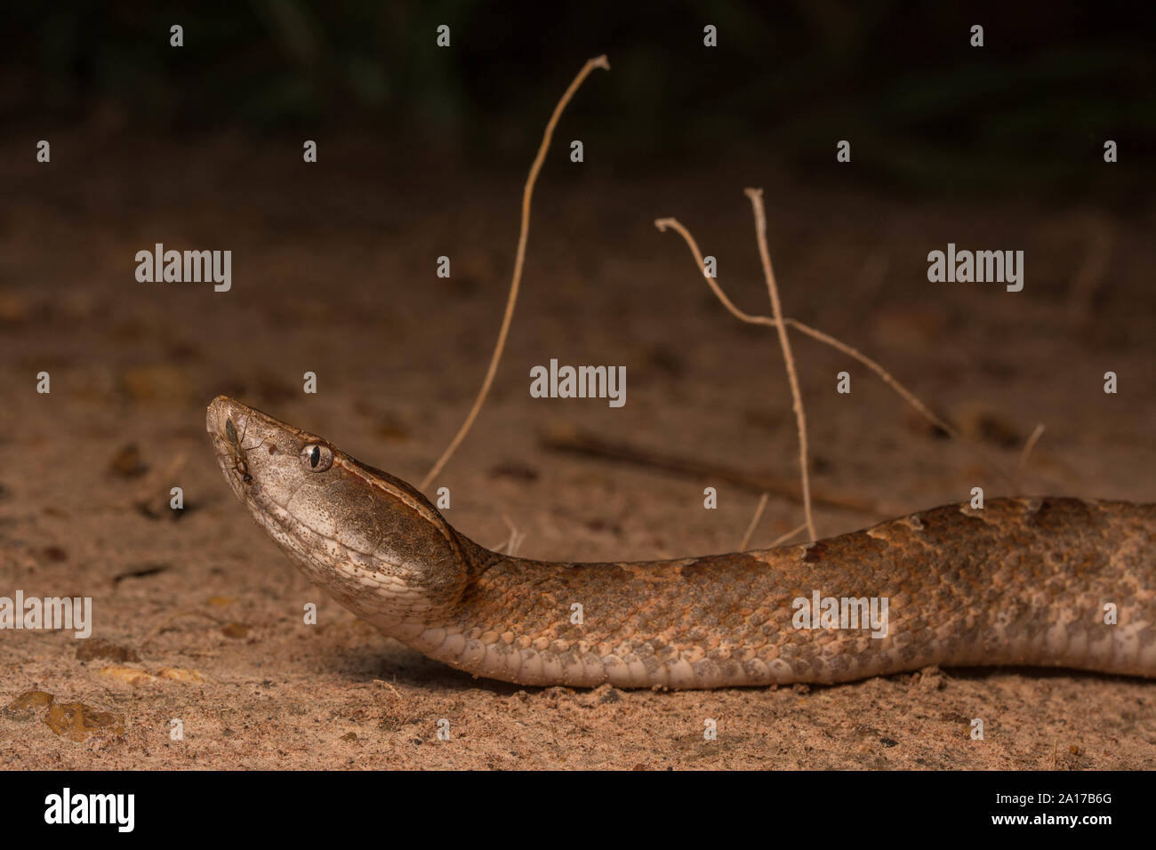 Malayan pit viper snake hi-res stock photography and images - Alamy