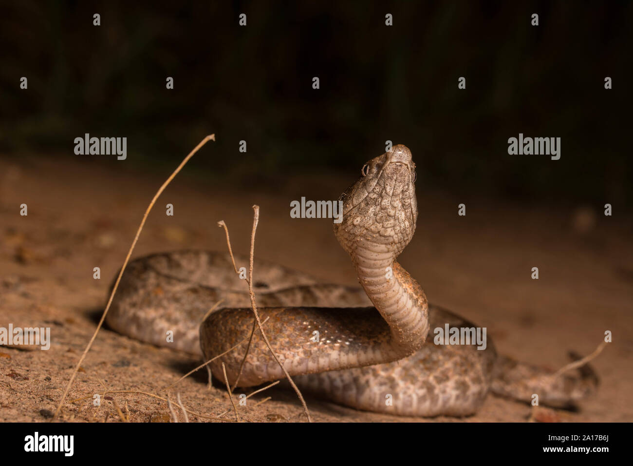 Malayan Pit Viper (Calloselasma rhodostoma) from Prachuap Khiri Khan ...