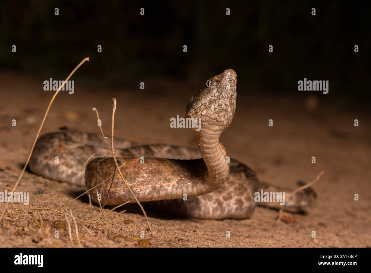 Malayan Pit Viper (Calloselasma rhodostoma) from Prachuap Khiri Khan ...