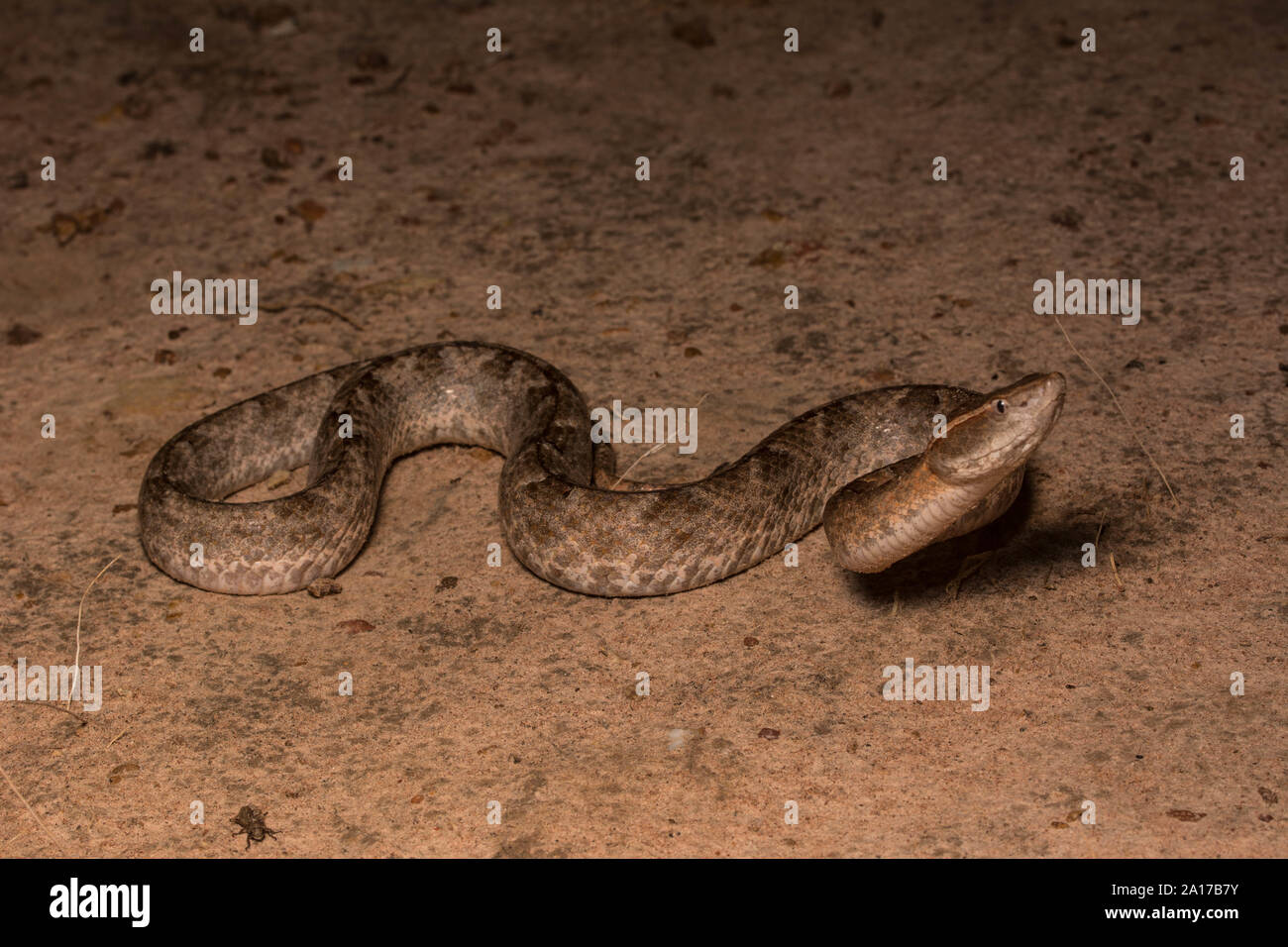 Malayan pit viper snake hi-res stock photography and images - Alamy