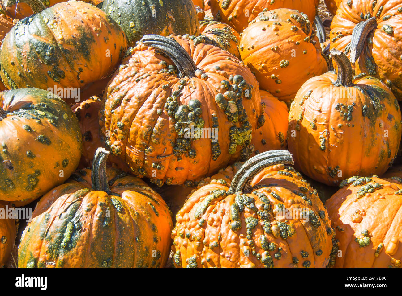 Knucklehead pumpkins hi-res stock photography and images - Alamy