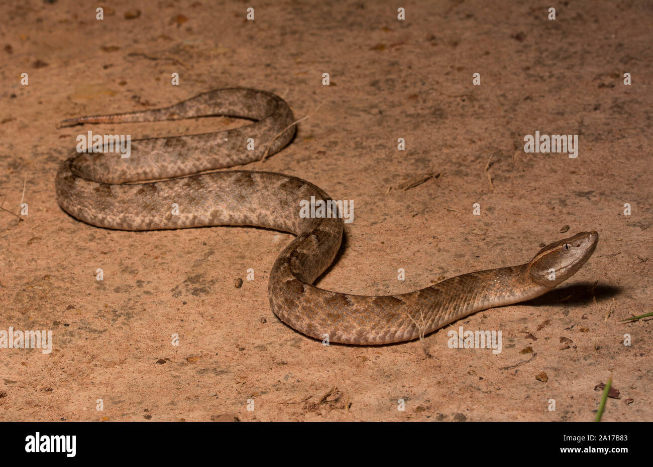 Malayan Pit Viper (Calloselasma rhodostoma) from Prachuap Khiri Khan ...