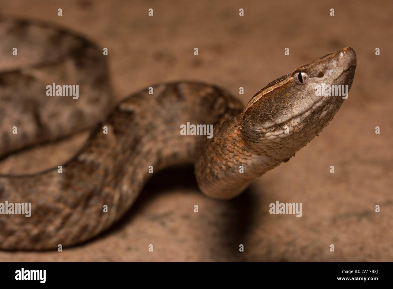 Malayan pit viper snake hi-res stock photography and images - Alamy